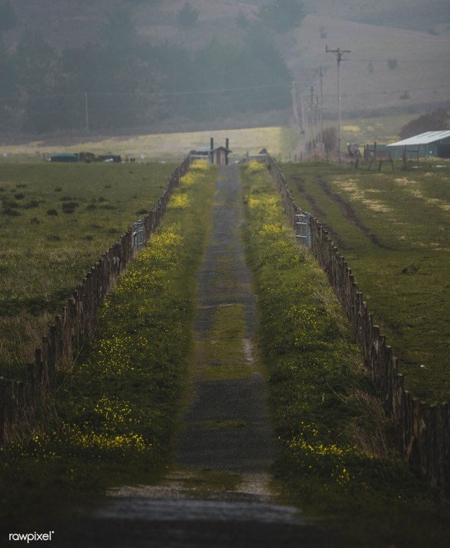Free: Field of flowers in Altamont Pass Road, Liver.. | Free stock ...