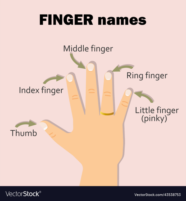 Free: finger names thumb index middle ring little f - nohat.cc