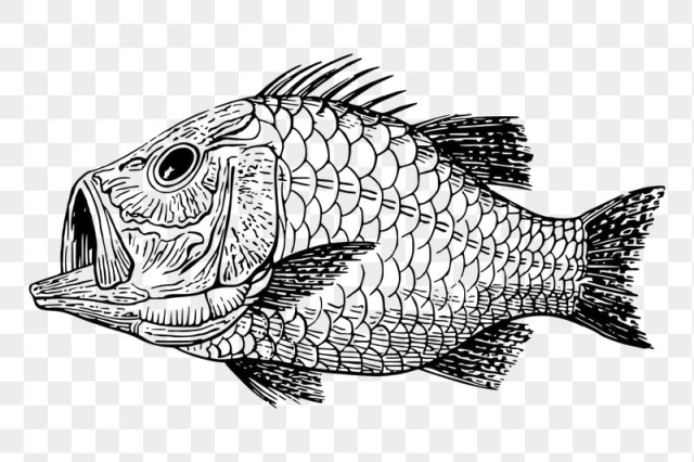 Free: Fish fossil png sticker extinct | Free PNG - rawpixel - nohat.cc