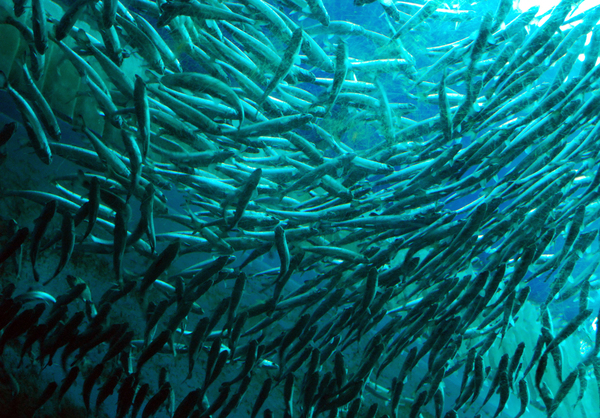 Free: Fishoverhead.jpg - nohat.cc