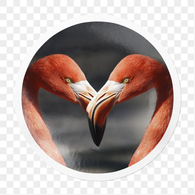 Free: Flamingo heads png sticker, animal | Free PNG - rawpixel - nohat.cc