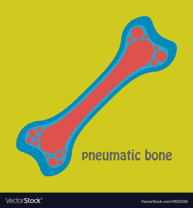Free: Flat anatomy of the long bone periosteum vector image - nohat.cc