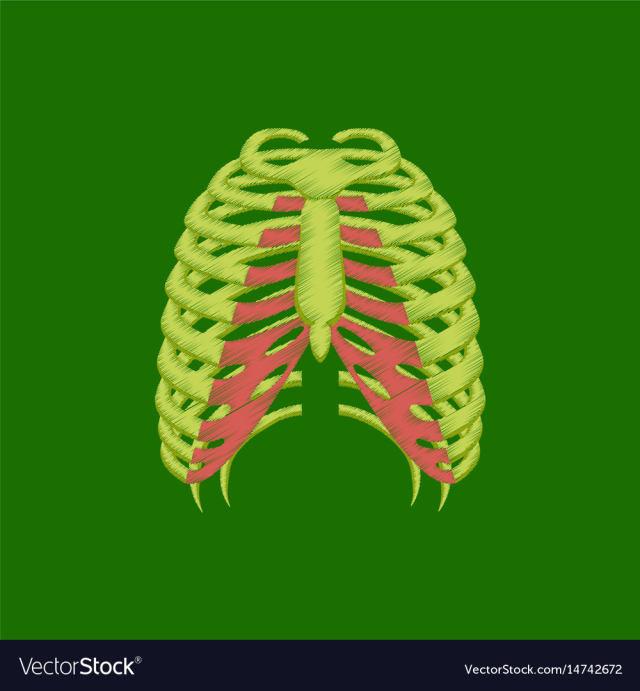 Free: Flat shading style icon chest thorax vector image - nohat.cc