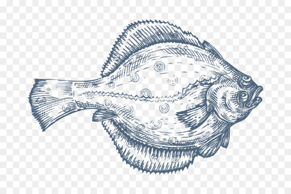 Free: Flatfish Drawing Flounder - fish - nohat.cc