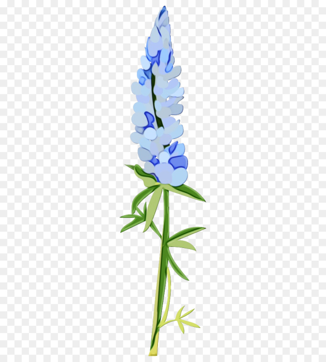 Free: flower flowering plant plant blue bluebonnet - nohat.cc