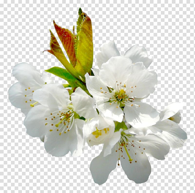 Free: Flower Fruit tree pollination, spring transparent background PNG ...
