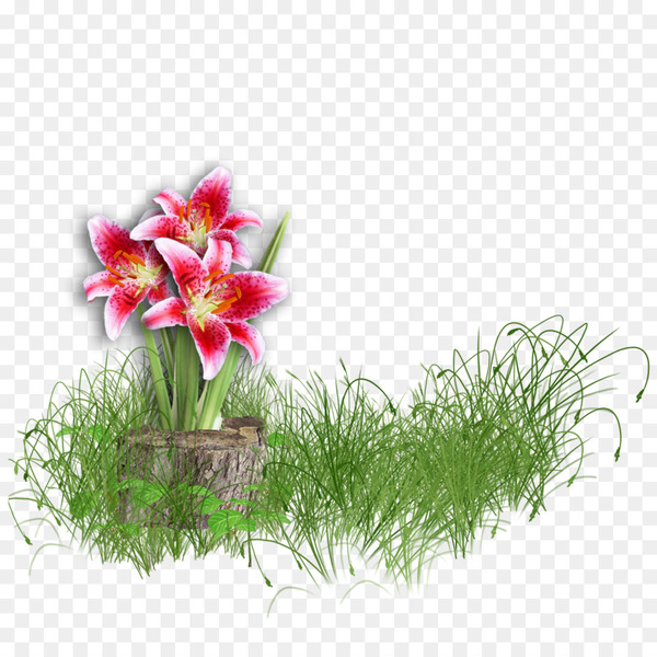 Free: Flower Lilium - stump - nohat.cc