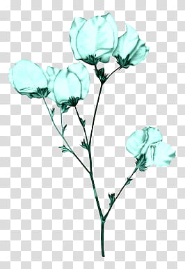 Free: Flower, teal roses transparent background PNG clipart - nohat.cc