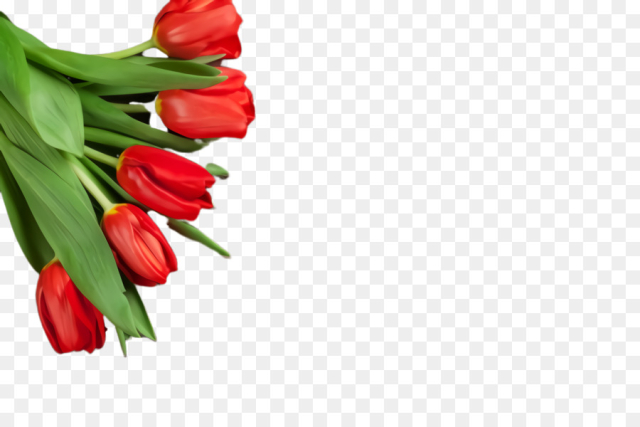 Free: flowering plant plant flower red tabasco pepper - nohat.cc