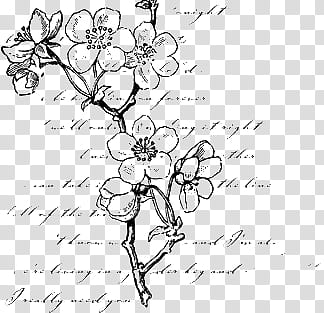 Free: Flowers, black and white flowers illustration transparent ...