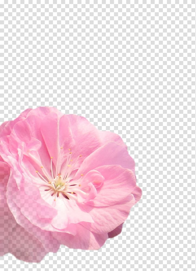 Free: Flowers material transparent background PNG clipart - nohat.cc