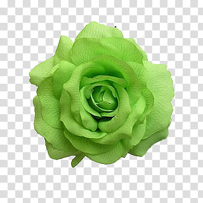 Free: Flowers World, green rose transparent background PNG clipart ...