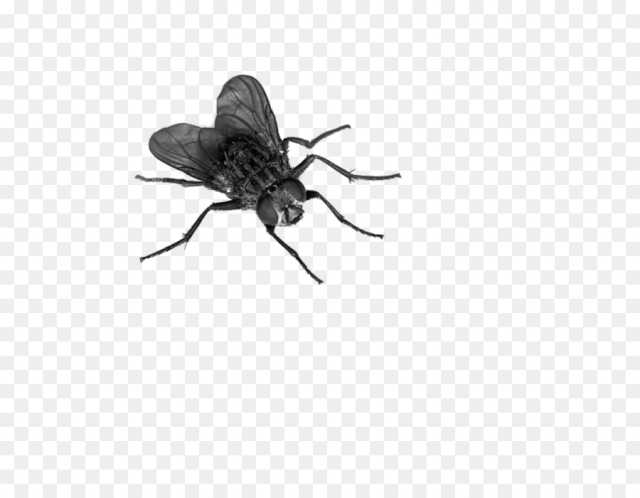 Free: Fly, Insect, Desktop Wallpaper, House Fly PNG - nohat.cc
