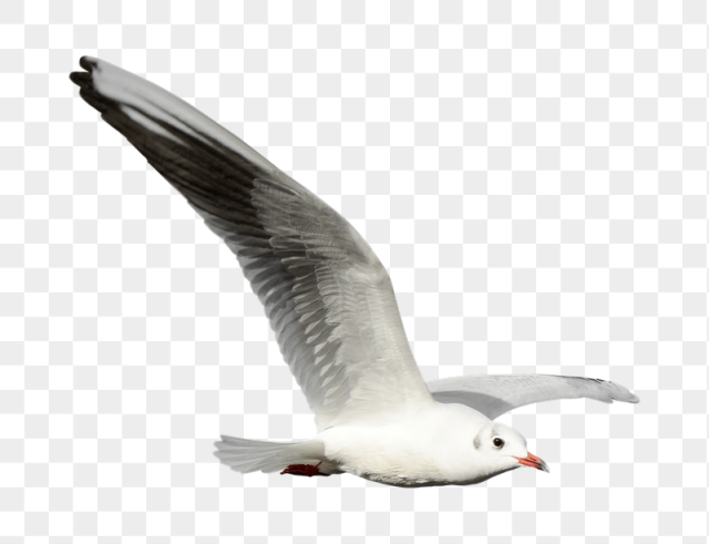 Free: Flying seagull png sticker, transparent | Free PNG - rawpixel ...