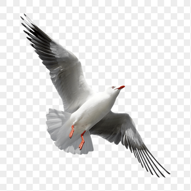 Free: Flying seagull png sticker, transparent | Free PNG - rawpixel ...
