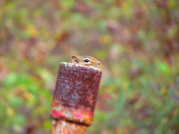Free: focus photography of squirrel inside brass-colored pipe - nohat.cc