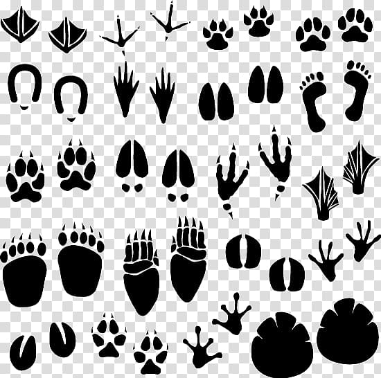 Free: Footprint Animal track , Insect footprints transparent background ...