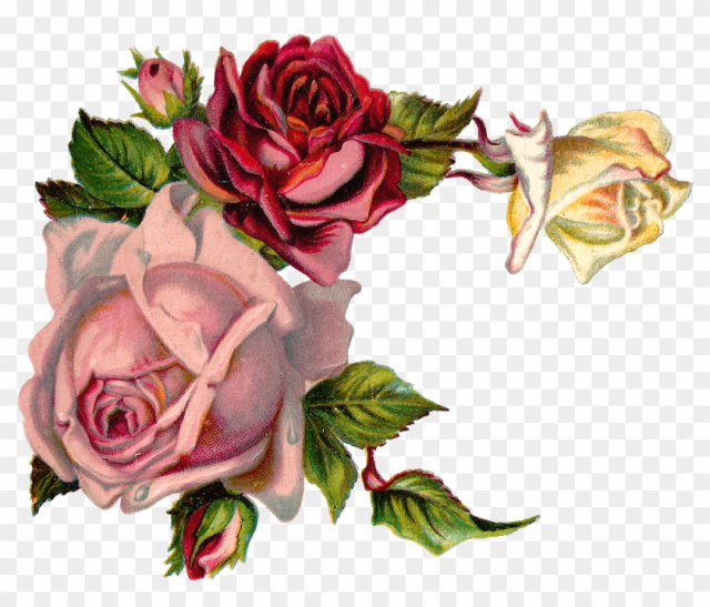Free: Free Digital Flower Pink Rose Corner Design - Vintage Flower ...