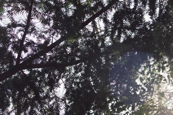 Free: Free Photo of green, leaf, trees - nohat.cc