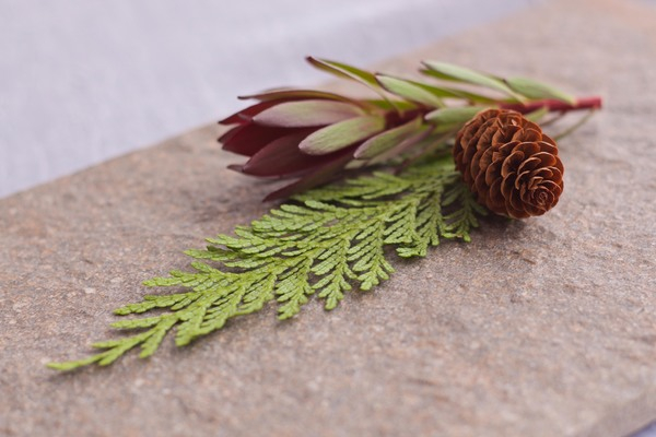 Free: Free Photo of pine cones, leaf - nohat.cc