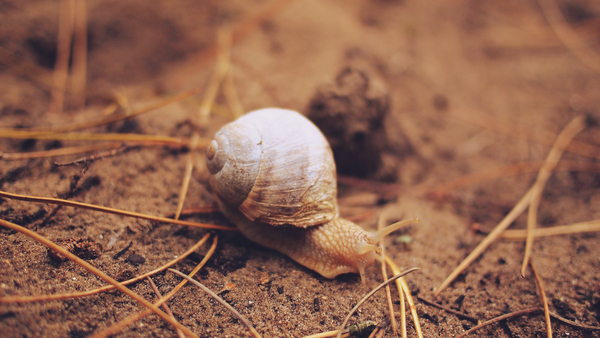 Free: Free Photo of snail, slug, shell - nohat.cc