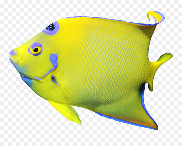 Free: Freshwater angelfish Clip art - Angelfish - nohat.cc