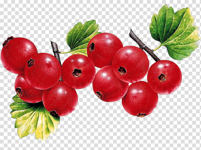 Free: Fruits, round red fruits transparent background PNG clipart ...