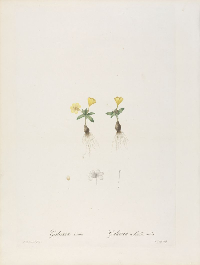 Free: Galazia Ovata / Galaxia à | Free Photo - rawpixel - nohat.cc