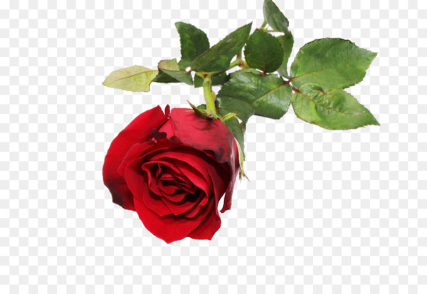 Free: Garden roses Centifolia roses Floribunda Flower Red - red ...