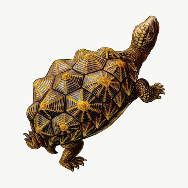 Free: Geometric tortoise clipart, illustration vector. | Free Vector ...