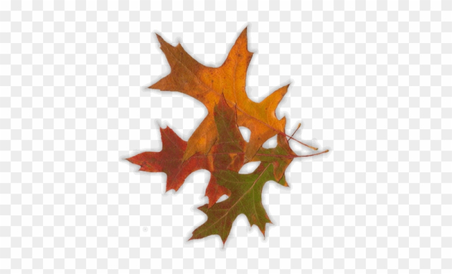 Free: Georgia Autumn Leaves Electric Bill - Maple Leaf - nohat.cc
