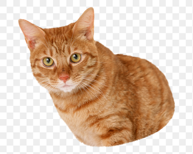 Free: Ginger cat png sticker, transparent | Free PNG - rawpixel - nohat.cc