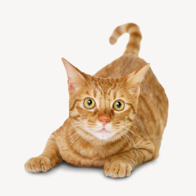 Free: Ginger cat sticker, pet animal | Free PSD - rawpixel - nohat.cc