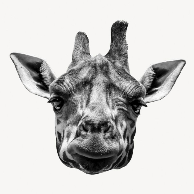 Free: Giraffe head sticker, wild animal | Free PSD - rawpixel - nohat.cc
