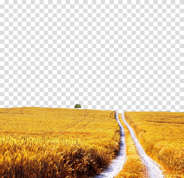 Free: Golden paddy field transparent background PNG clipart - nohat.cc