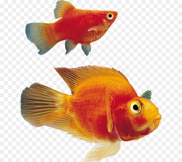 Free: Goldfish Ornamental fish Clip art - fish - nohat.cc