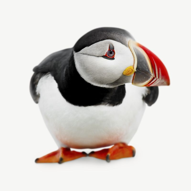 Free: Goofy Puffin collage element psd | Free PSD - rawpixel - nohat.cc