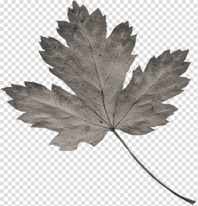Free: Gothic .nl Leaf Child Maple, feuilles gris transparent background ...