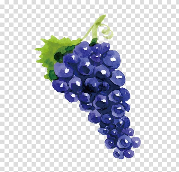 Free: Grapes illustration, Grape Wine Drawing Fruit, Drawing grapes transparent background PNG ...