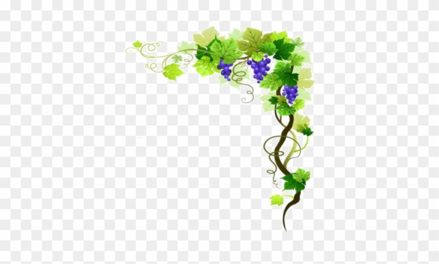 Free: Grapevine Png Transparent Image - Grape Vine Border Png - nohat.cc
