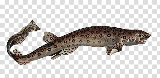 Free: , gray and black reptile animal transparent background PNG ...