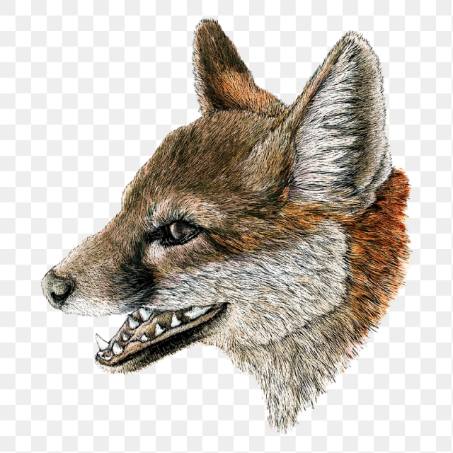 Free: Gray Fox png, transparent background | Free PNG - rawpixel - nohat.cc