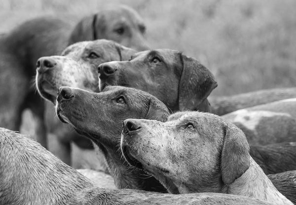 Free: grayscale photo of dogs - nohat.cc