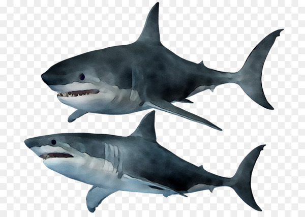 Free: Great white shark Tiger shark Requiem sharks Squaliform sharks ...