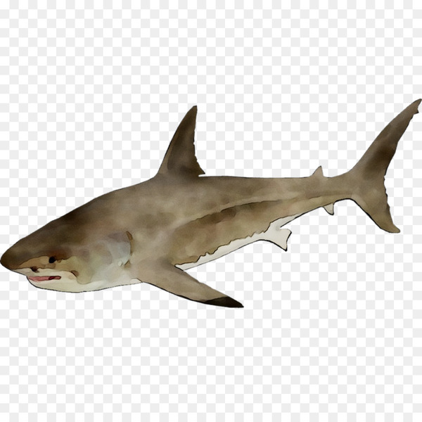 Free: Great white shark Tiger shark Requiem sharks Squaliform sharks ...