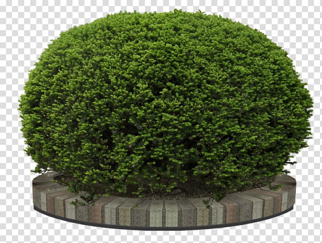 Free: Green bush plant, Flower garden Tree, bushes transparent ...