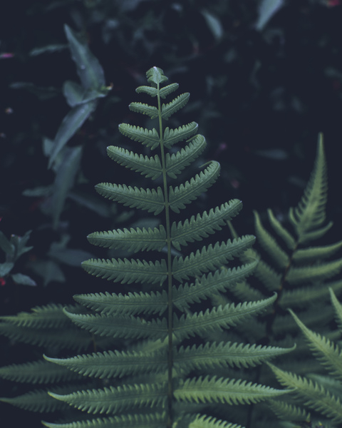 Free: Green Fern - nohat.cc
