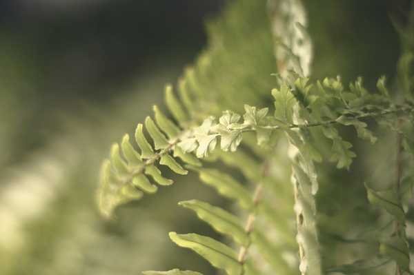 Free: Green Fern - nohat.cc