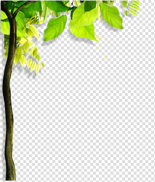 Free: Green Leaf Angle, tree transparent background PNG clipart - nohat.cc