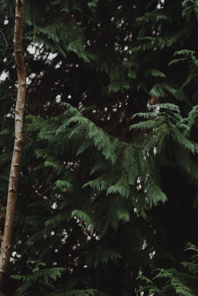 Free: Green Leafed Tree - nohat.cc